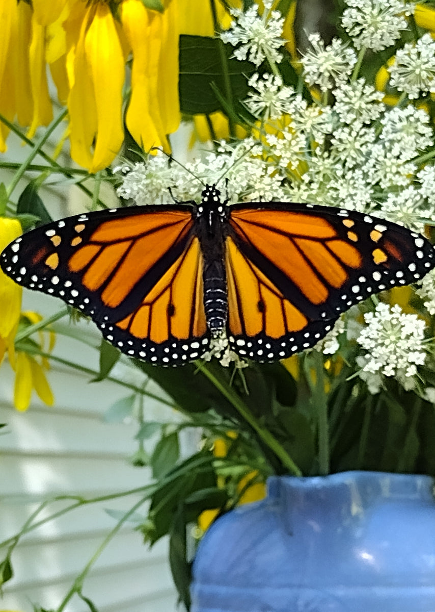 🦋Let's Talk MONARCH – Purple Sam